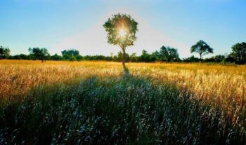 What Is the Tree of Life? | Christian Research Institute